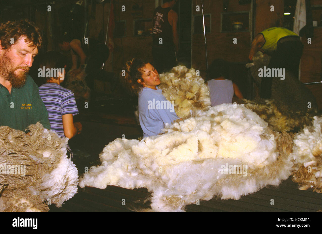 Wool classer at work during shearing Woolnorth Station, northwestern ...