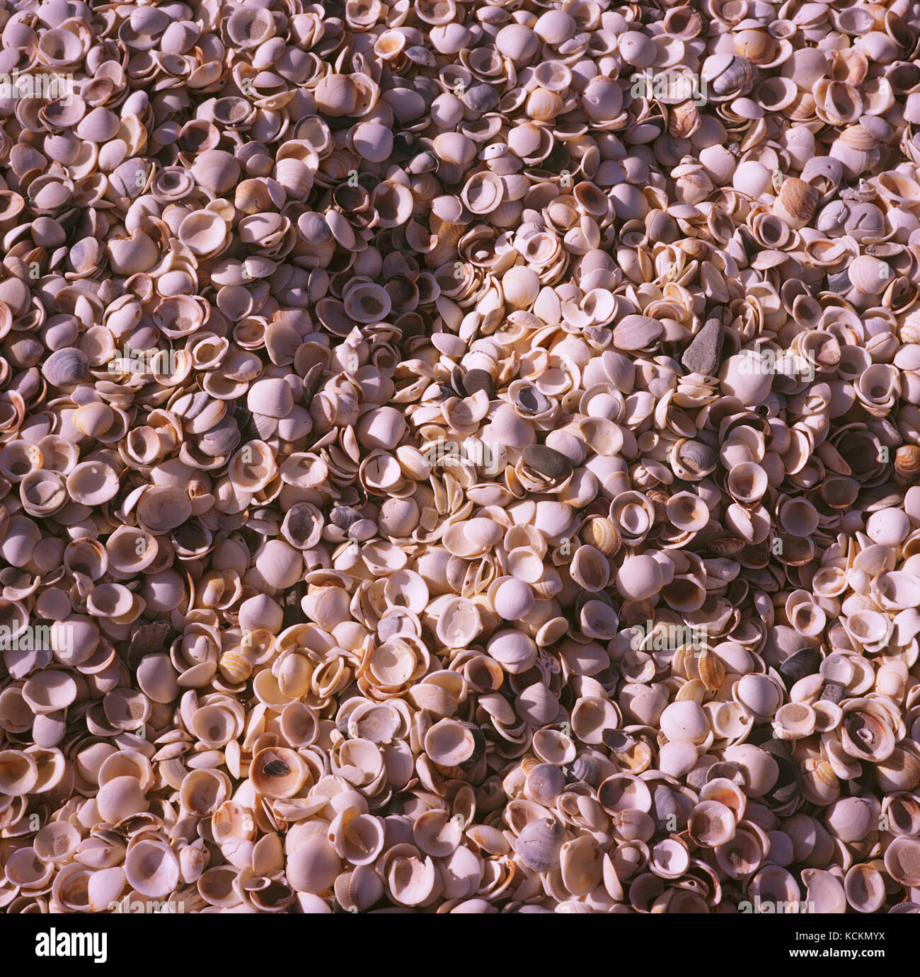 Deep drift of shells. Numerous small rocky coves are filled metres deep ...
