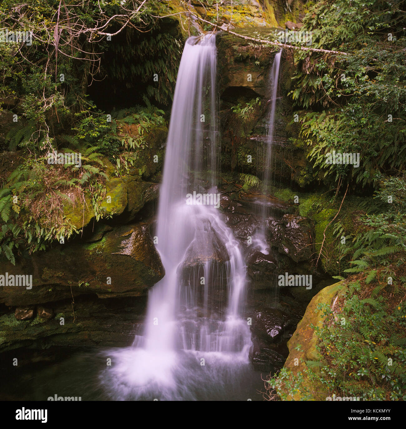 Waterfall on rainforest stream, Meander Forest Reserve, Great Western ...