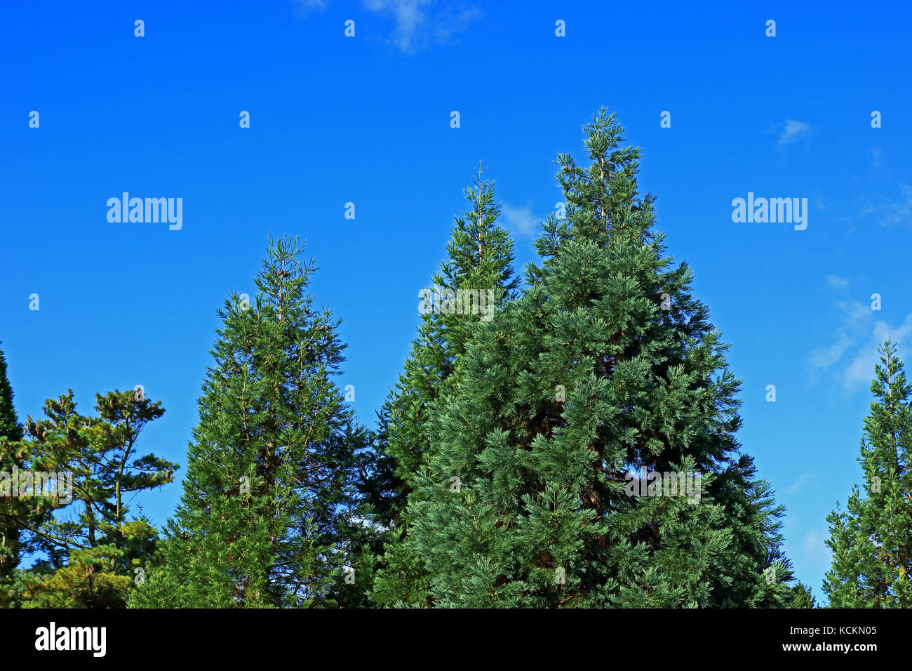 Beautiful rural scene evergreen hi-res stock photography and images - Alamy