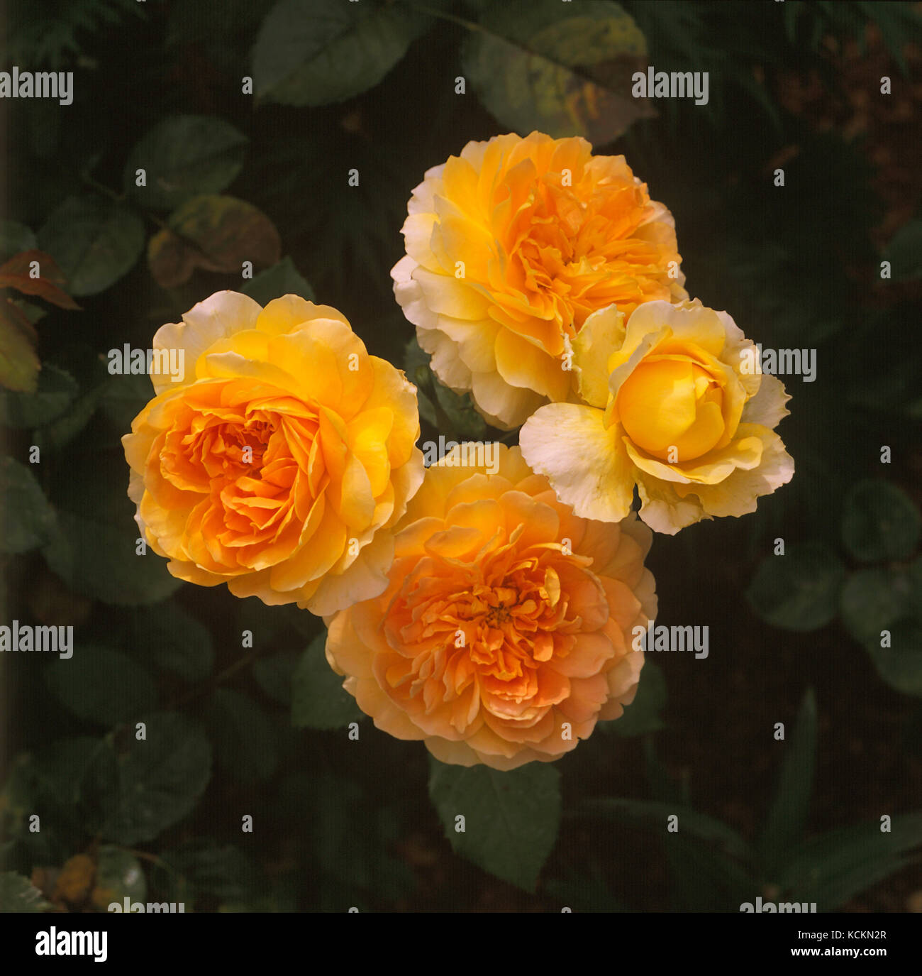Rose ‘Molineaux’, (Rosa cv.), David Austin, English Shrub rose ...