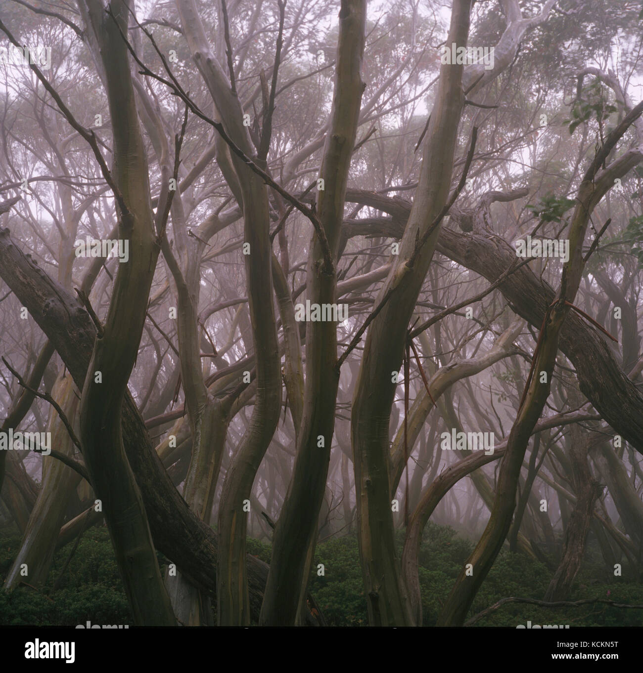 Snow gum trees (Eucalyptus pauciflora), in the mist. Mount Baw Baw ...