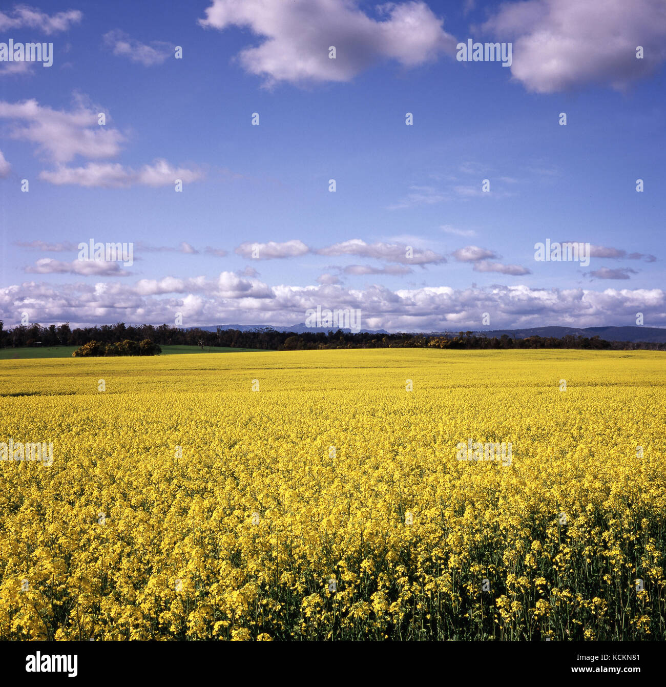 Canola (Brassica rapa), crop. northern midlands of Tasmania, Australia ...