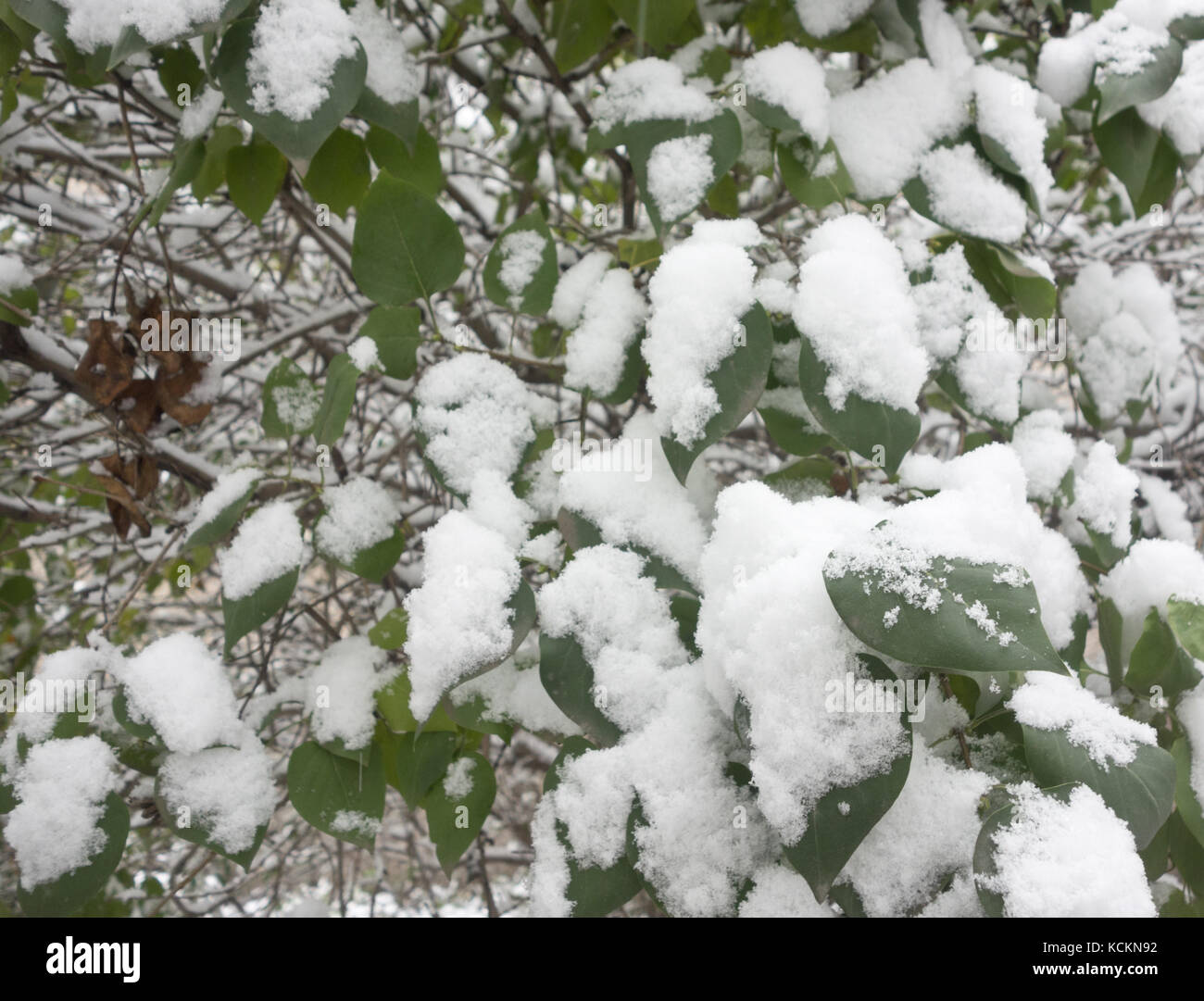 green leaves under fresh snow Stock Photo - Alamy