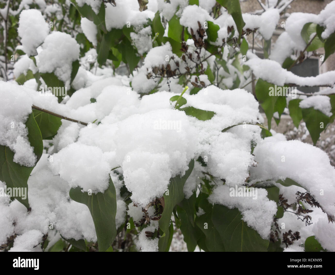 green leaves under fresh snow Stock Photo - Alamy