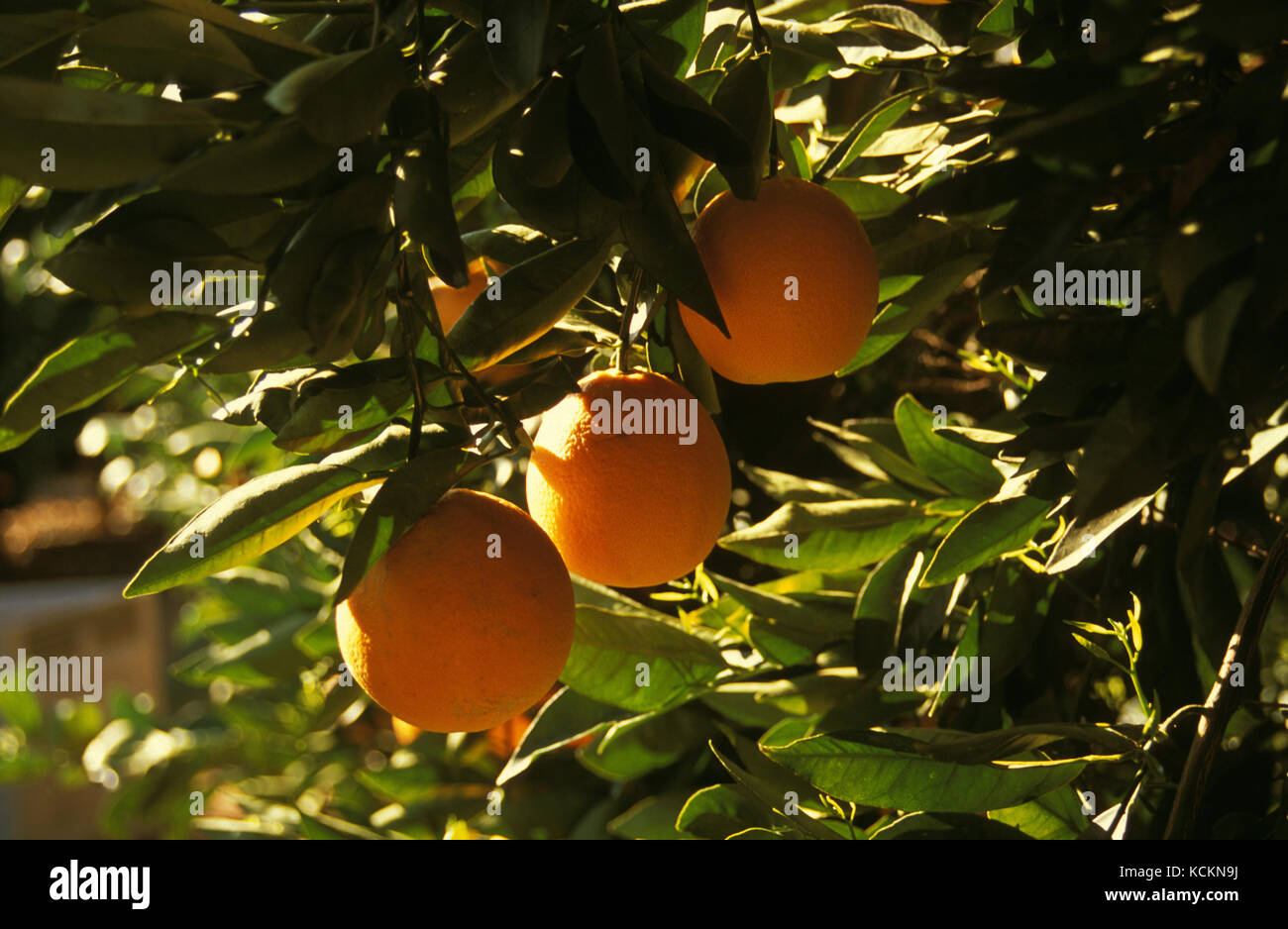 Navel oranges grown for export to the USA, near Nangiloc, Murray River ...