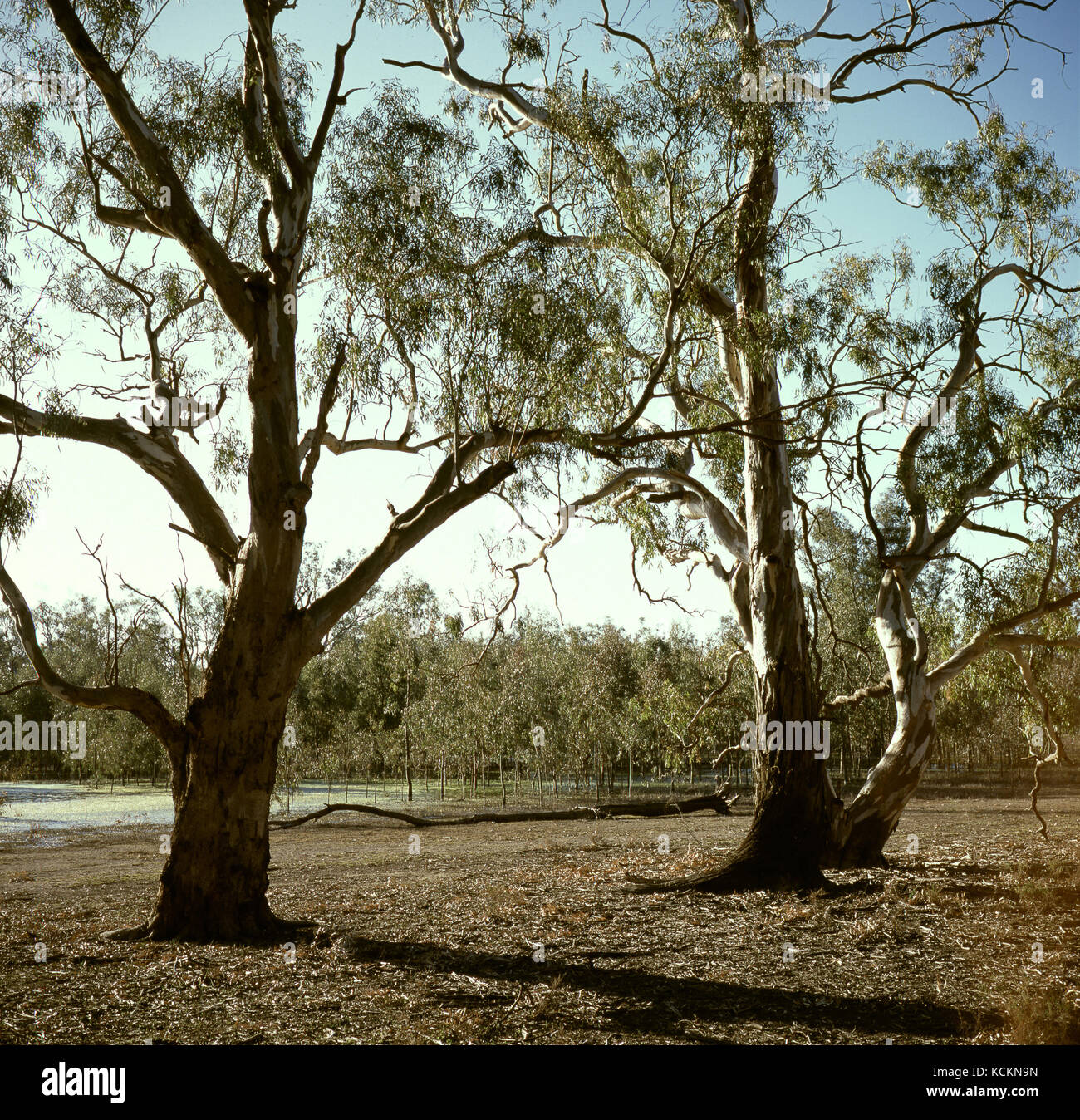 River red gums (Eucalyptus camaldulensis), on the Murray River. Hattah ...