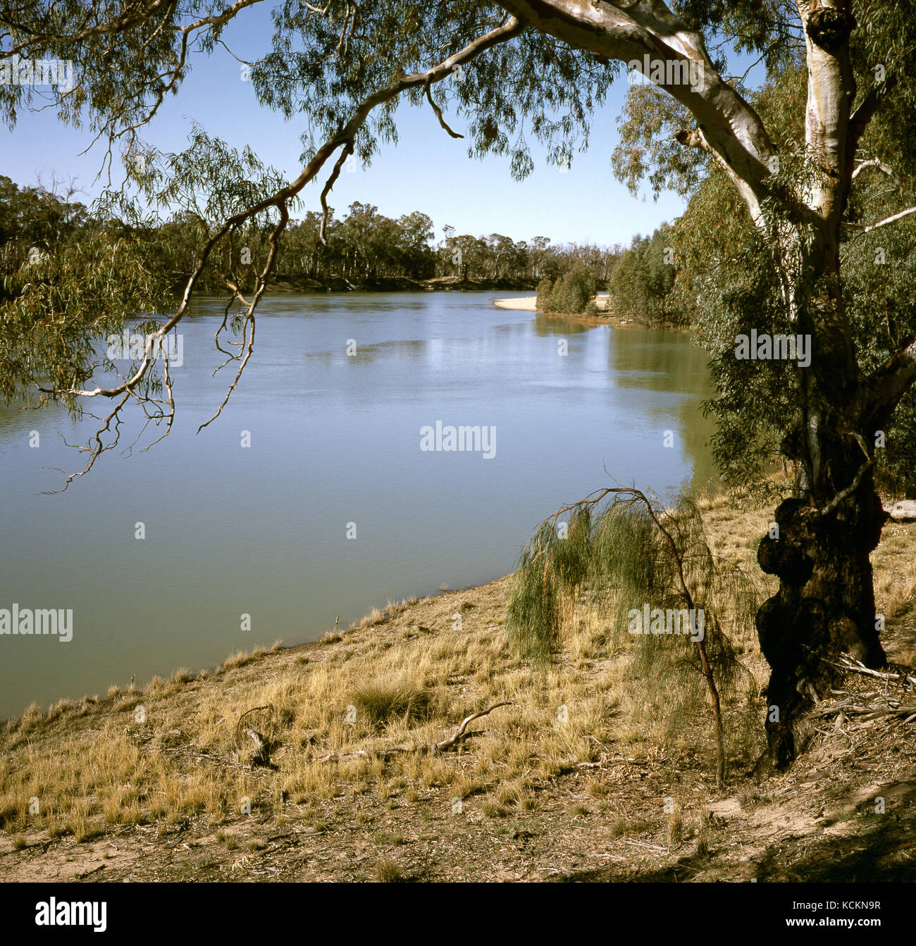 River red gums (Eucalyptus camaldulensis), and the Murray River. Hattah ...