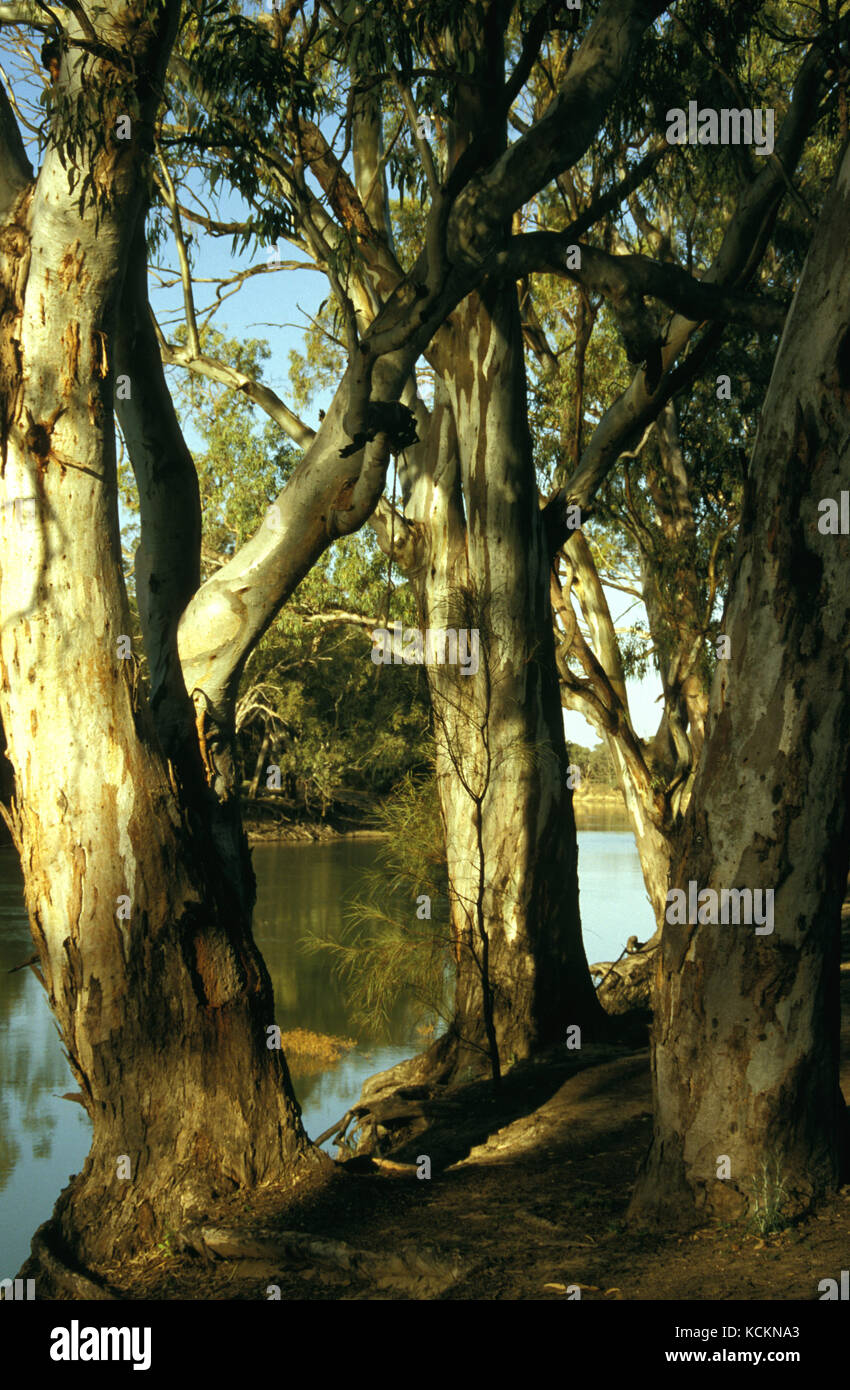 River red gums (Eucalyptus camaldulensis), near Nangiloc, northwest ...