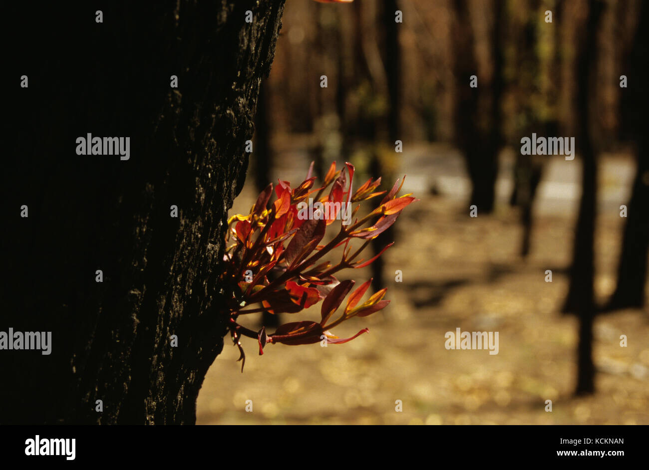 Bushfire regeneration, new growth on trunk of eucalypt two and a half ...