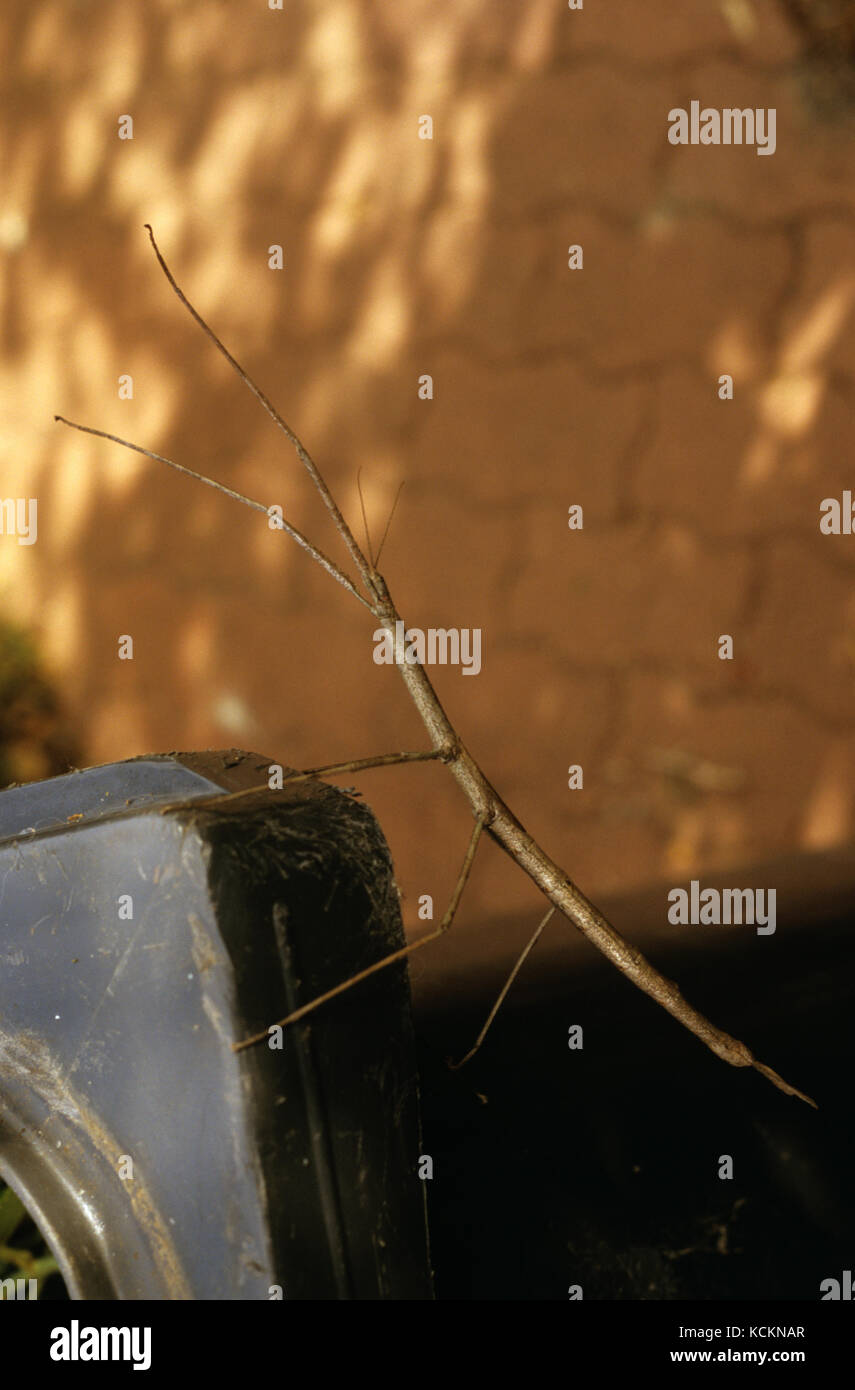 Mating stick insects hi-res stock photography and images - Alamy