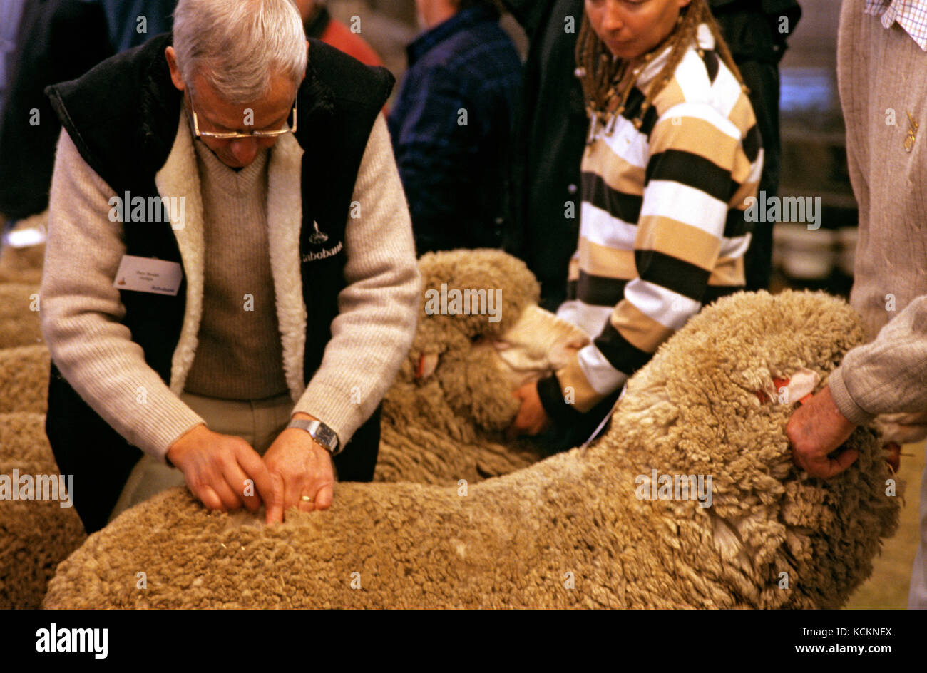 Judging fleece quality, Merino sheep, Campbelltown Show. Midlands ...