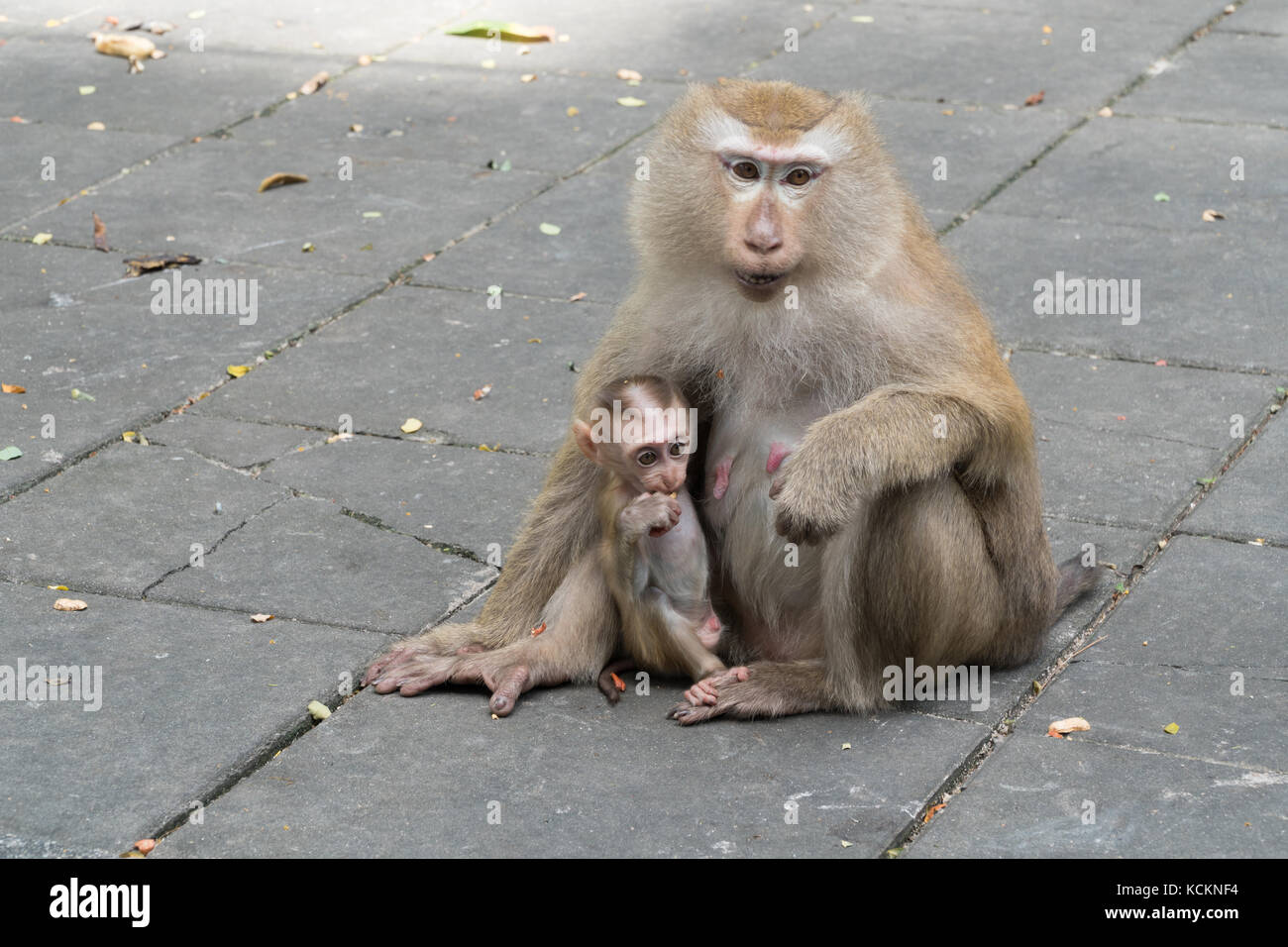 Mother monkey and baby monkey sitting on Flooring Stock Photo - Alamy