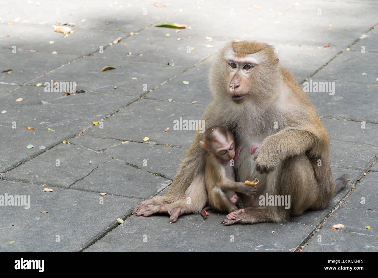 Mother monkey and baby monkey sitting on Flooring Stock Photo - Alamy