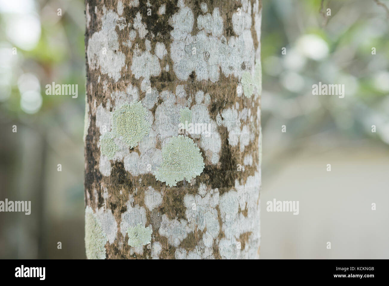 Lichen texture in nature hi-res stock photography and images - Alamy