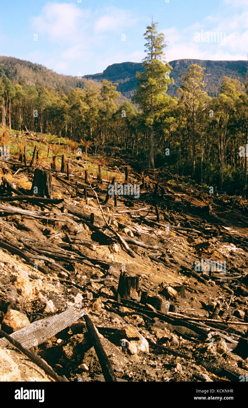 Clear-fell logging, following regeneration burn some eight months after ...