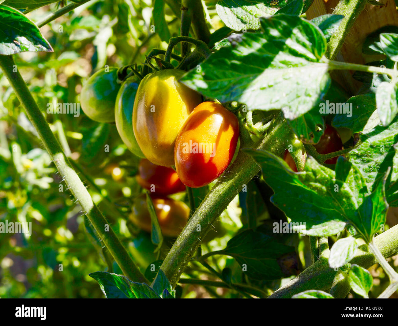 Pear tomato plant Stock Photo - Alamy