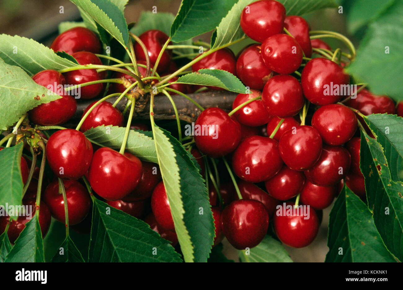 Cherries (Cerasus avium), fruit ready for picking. Northwest Tasmania ...