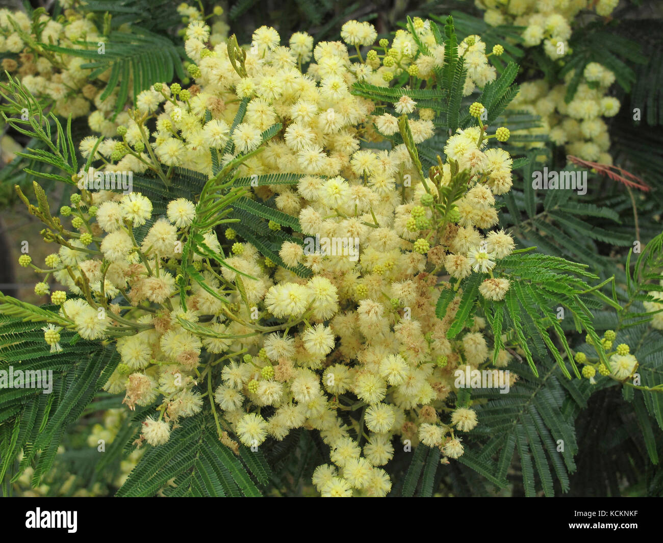 Silver wattle (Acacia dealbata), in flower. Southeast Tasmania ...