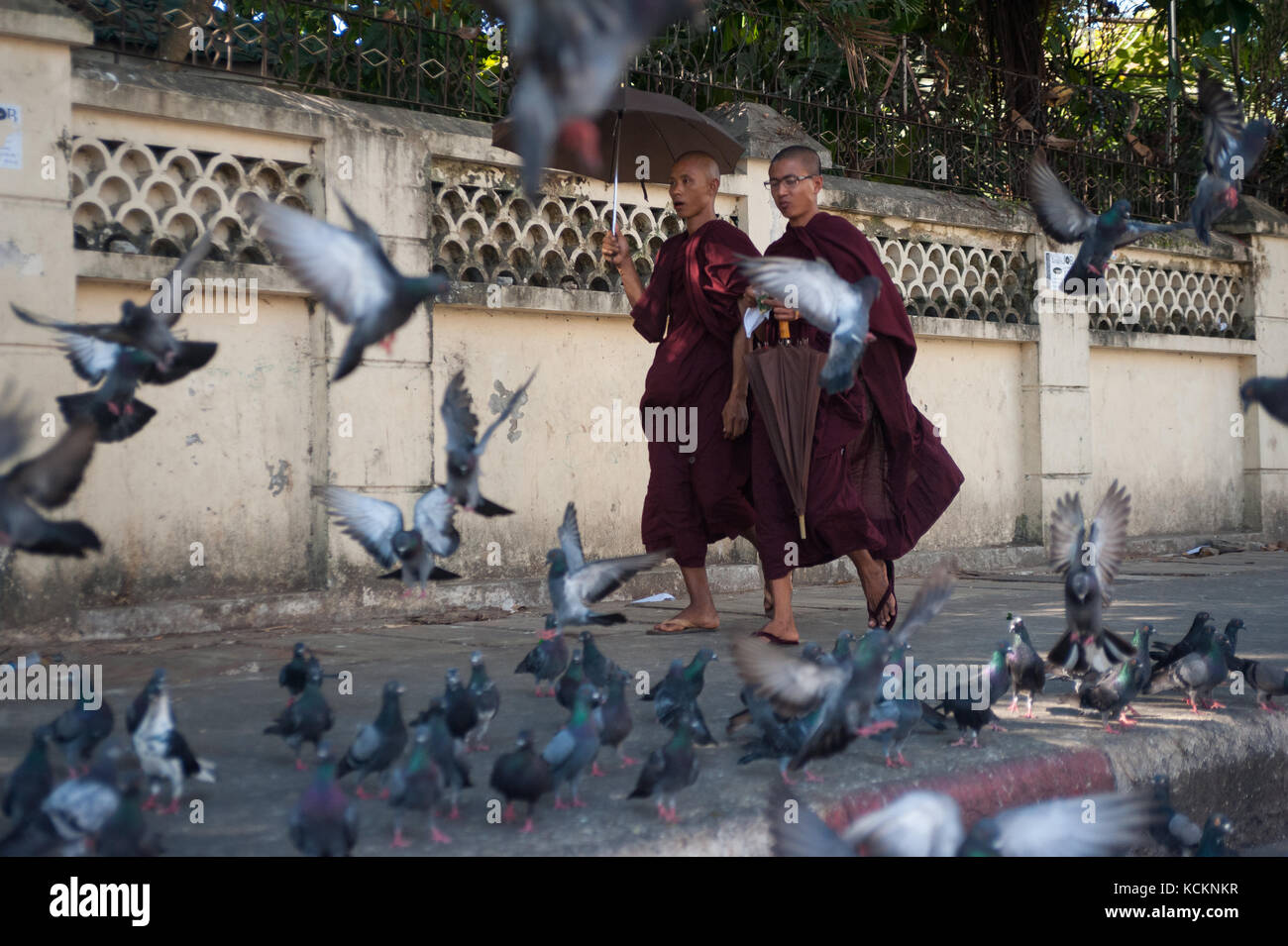 Monk and flock of pigeons hi-res stock photography and images - Alamy