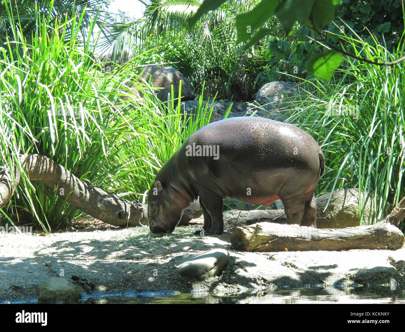 Pygmy hippopotamus (Choeropsis liberiensis), rare, nocturnal and ...