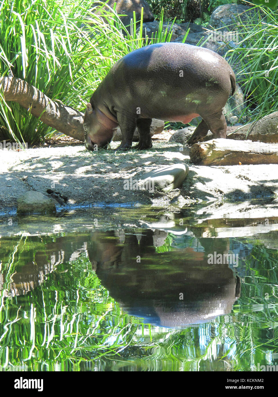 West african pygmy hippopotamus hexaprotodon hi-res stock photography ...