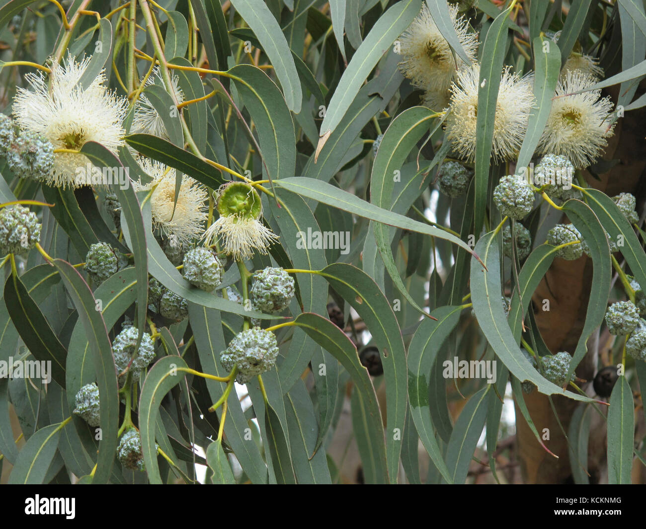 Tasmanian blue gum (Eucalyptus globulus), in flower. The tree grows to ...