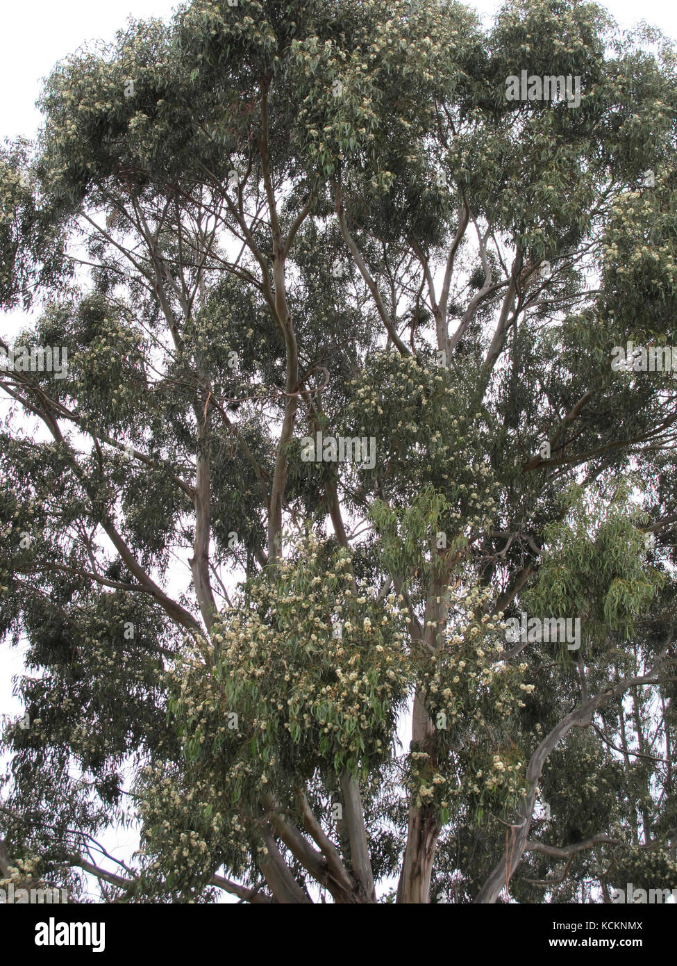 Tasmanian blue gum (Eucalyptus globulus), in flower. The tree grows to ...