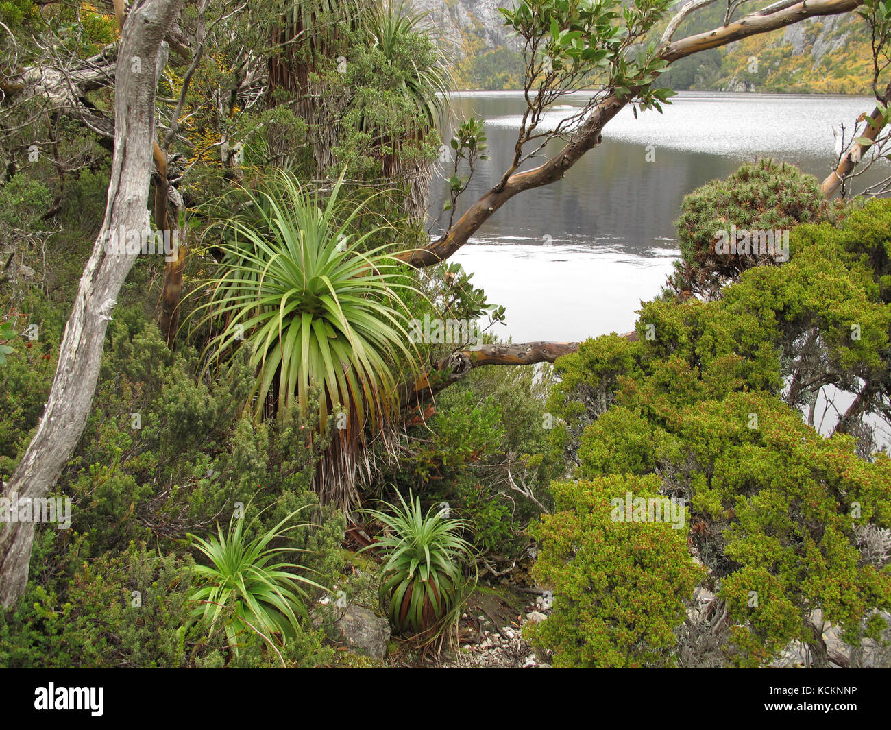 Pandani (Richea pandanifolia), by Crater Lake, Cradle Mountain-Lake St ...