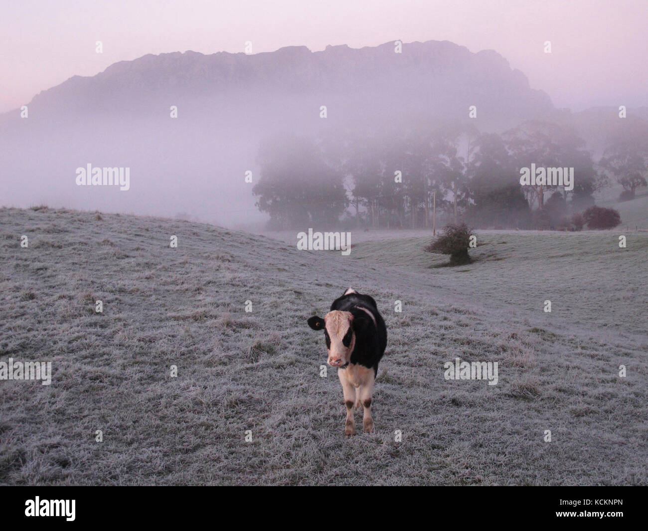A cow, on a cold, frosty, foggy morning, with Mount Roland behind ...