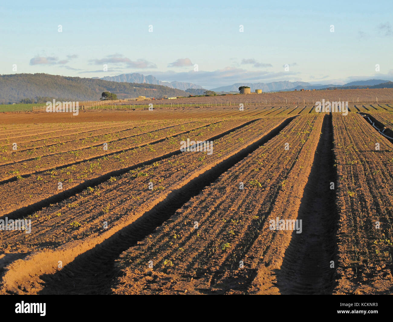 Intensive cropping, on fertile red volcanic basalt soil. Don Heads ...