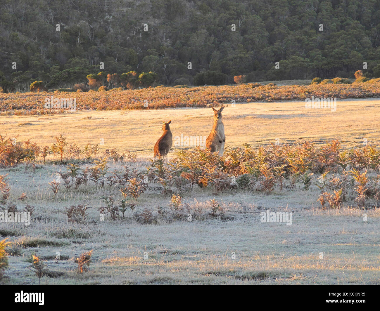 Forester kangaroo (Macropus giganteus tasmaniensis), on Bakers Beach on ...