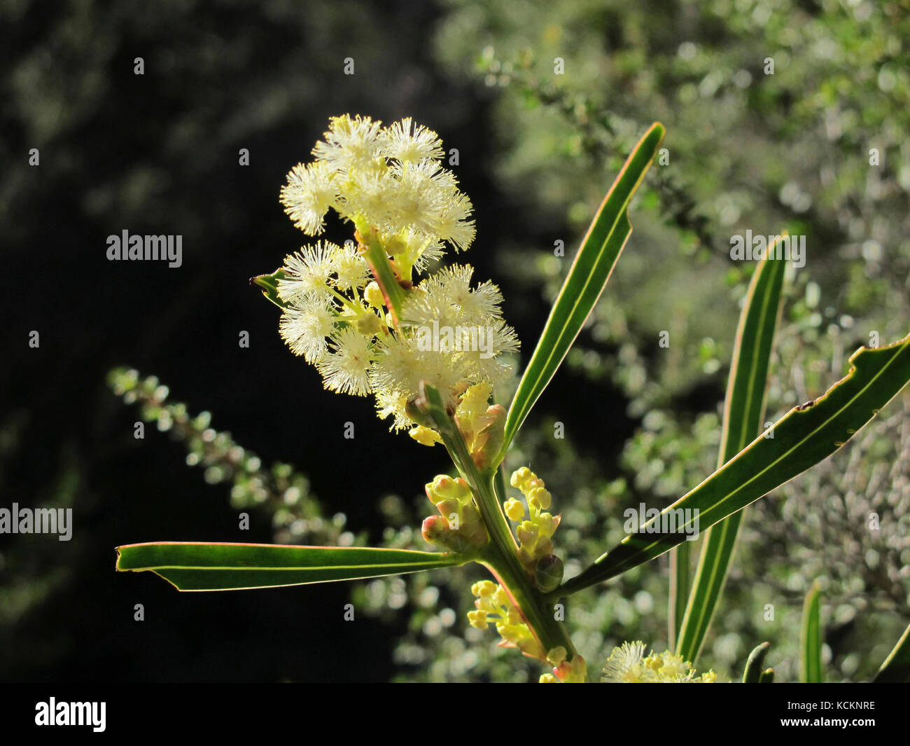 Sweet wattle (Acacia suaveolens), flowers. Narawntapu National Park ...