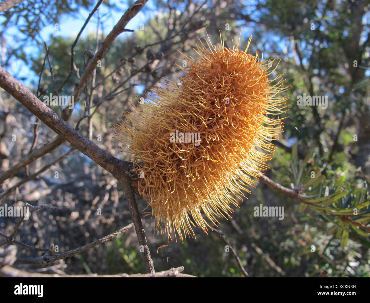 Silver banksia (Banksia marginata), flower spike. Narawntapu National ...