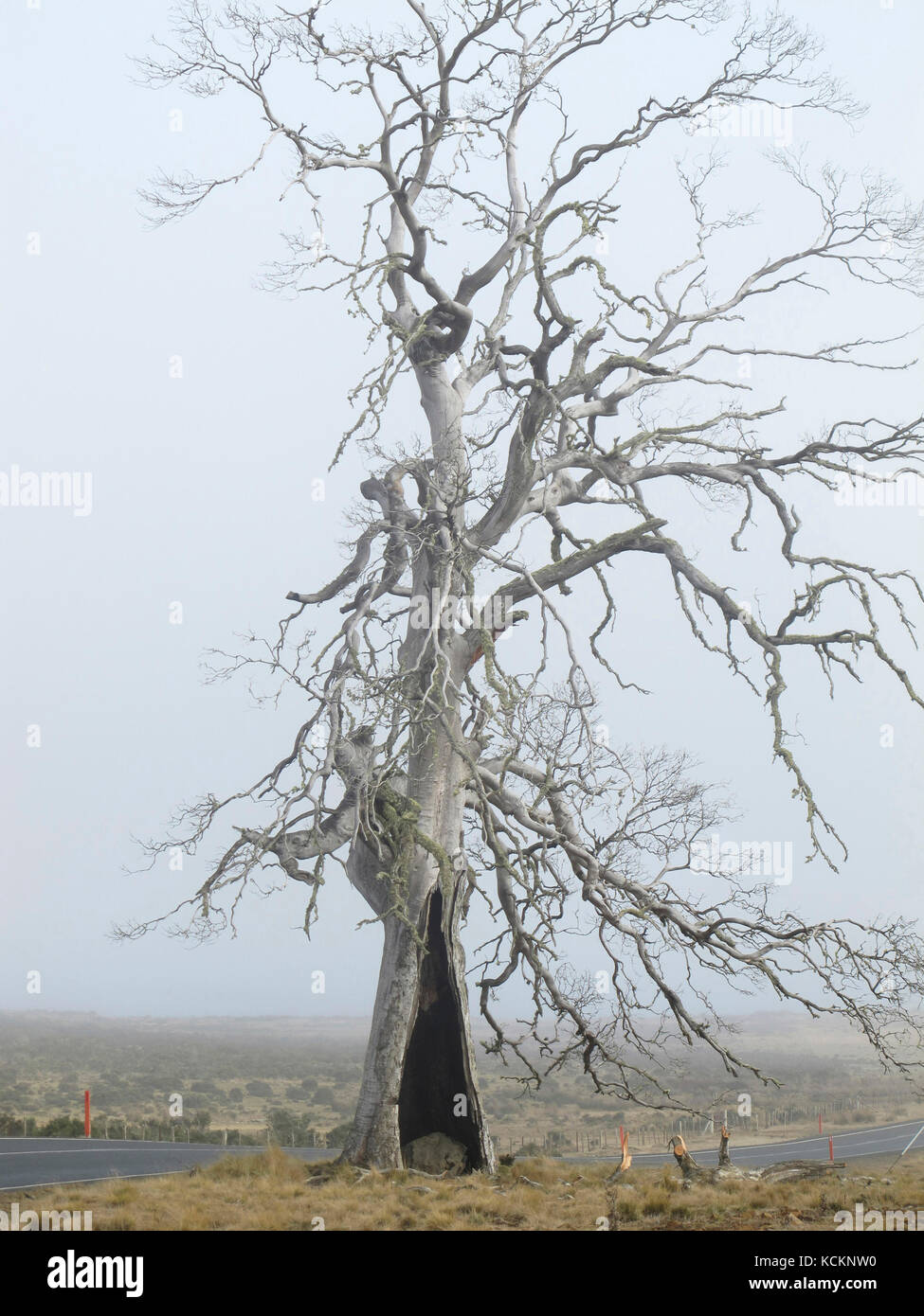 Australian native plant species hi-res stock photography and images - Alamy