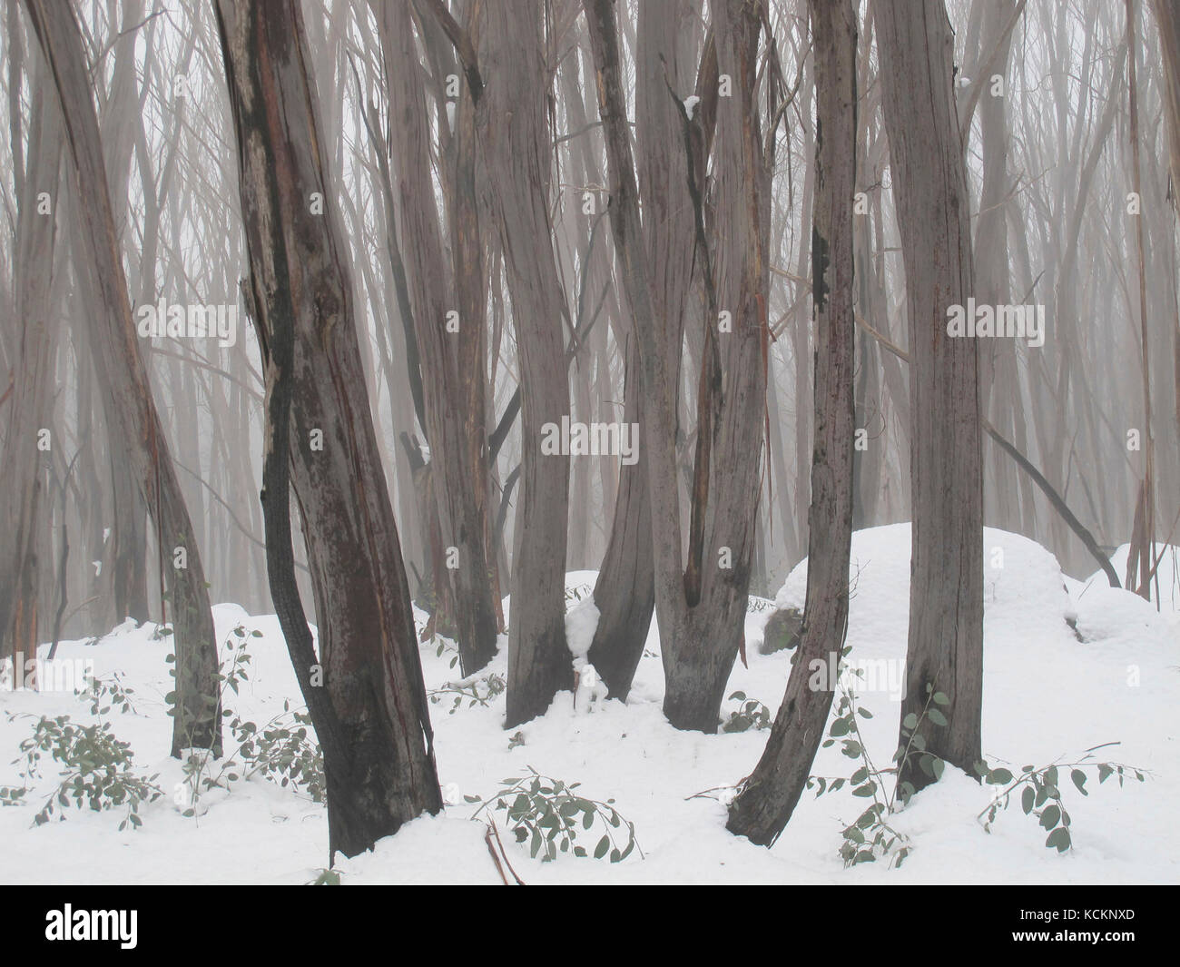 Snow gums (Eucalyptus pauciflora). on the once scenic Lake Mountain ...