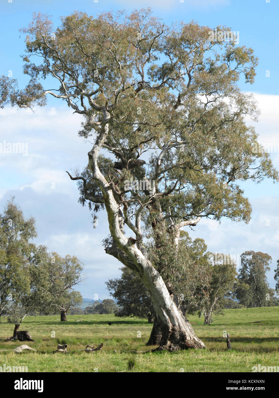 Old gum tree in grazing country, typical of the northeast of the State ...
