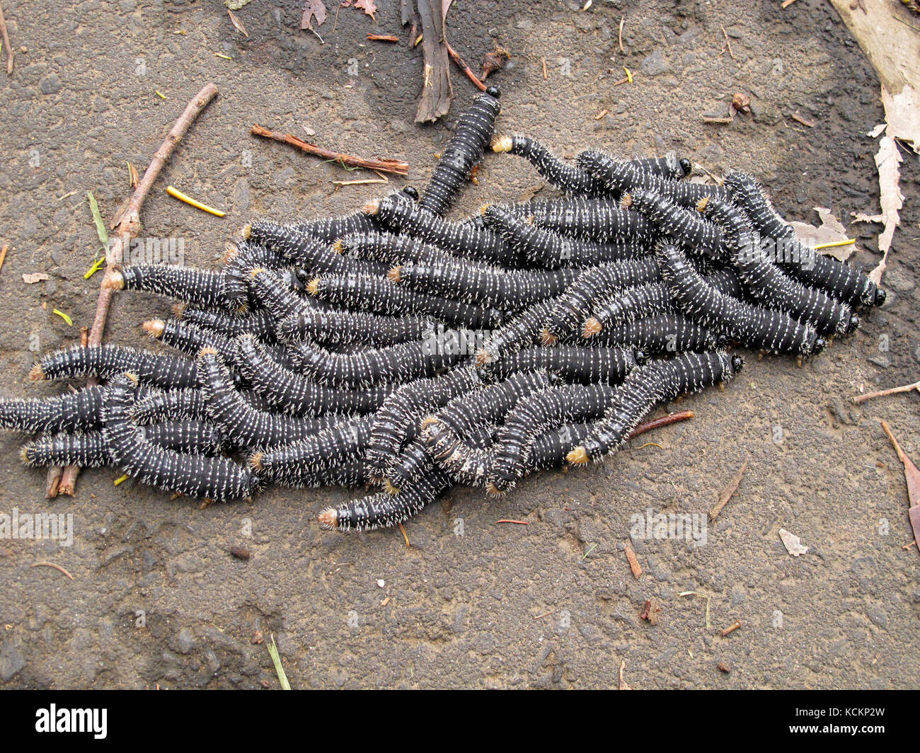 Large green sawfly (Perga affinis insularis), larvae, resembling ...