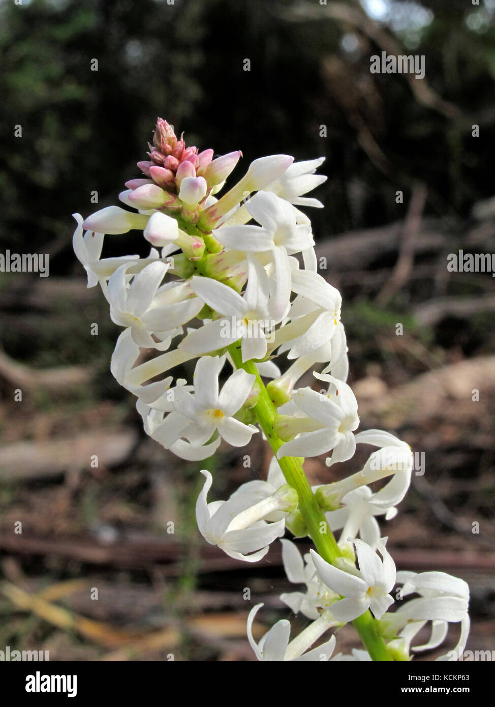 Creamy candles or Native mignonette (Stackhousia monogyna), flower ...