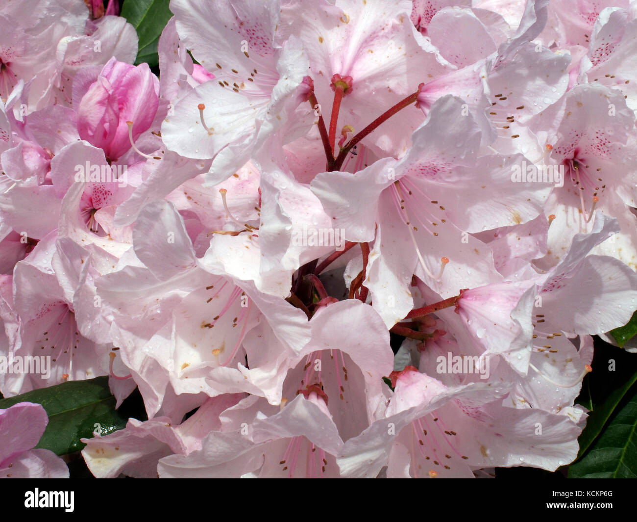 Rhododendron (Rhododendron sp.) showy pale pink flowers. Emu Valley ...