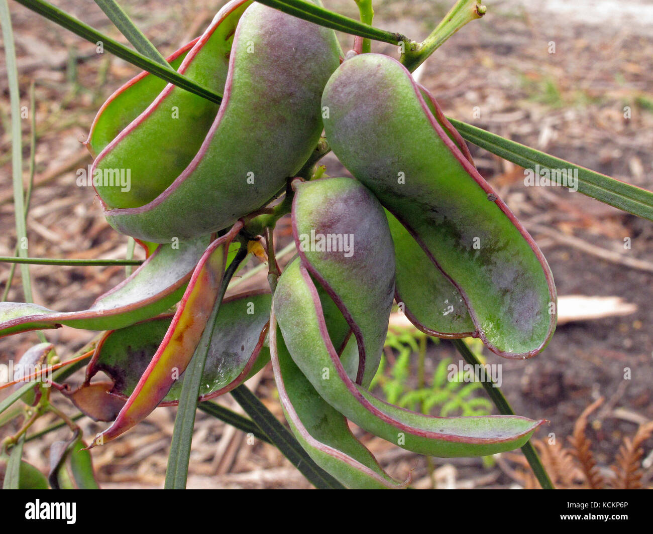 Australian native seed pod hi-res stock photography and images - Alamy
