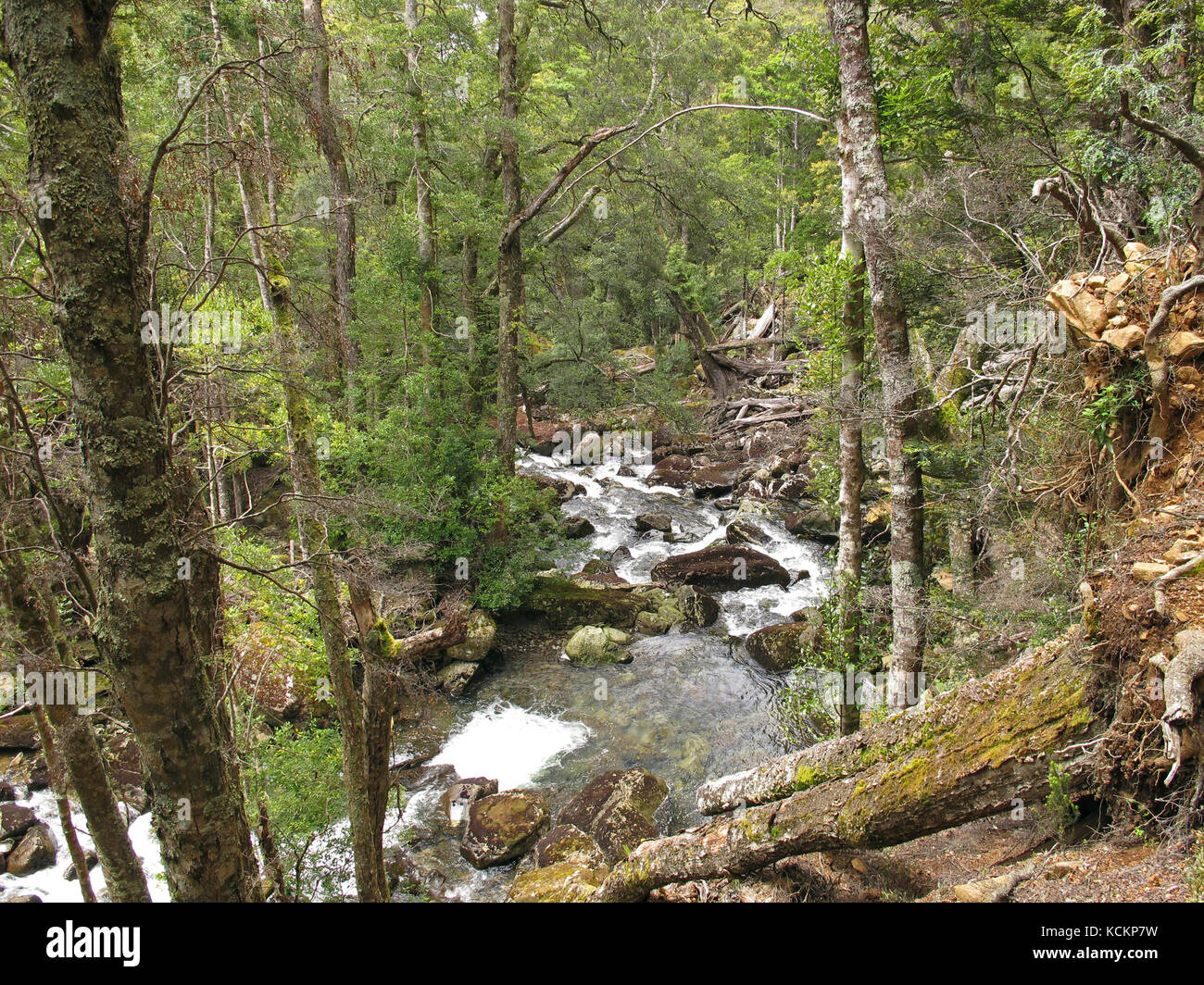 Meander River, Meander Forest Reserve, northern Tasmania, Australia ...