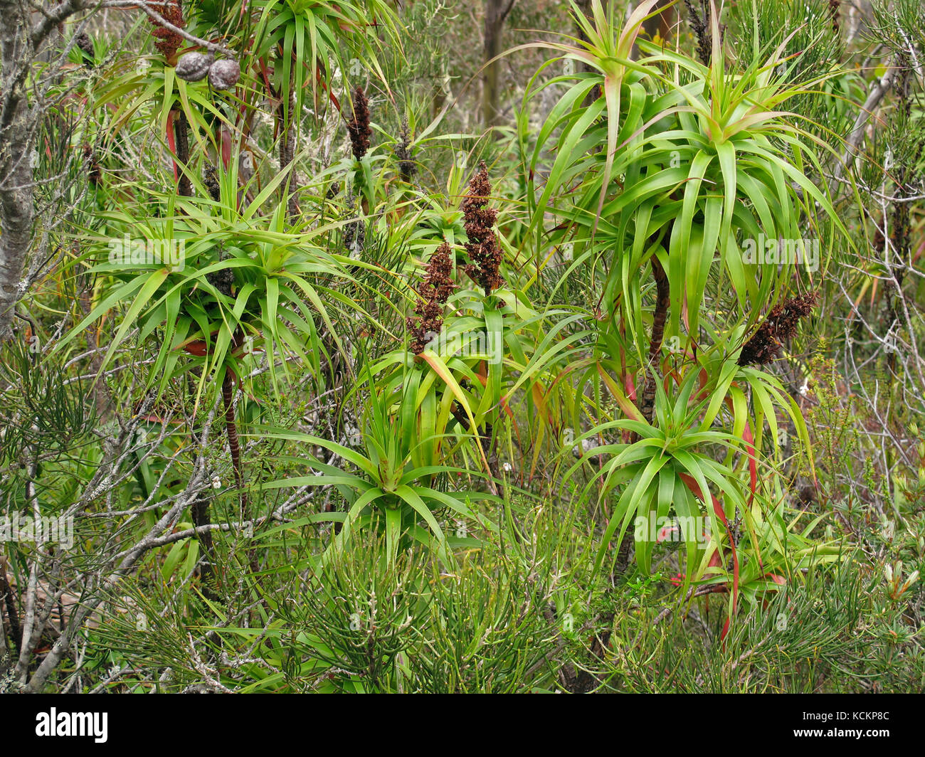Richea dracophylla hi-res stock photography and images - Alamy