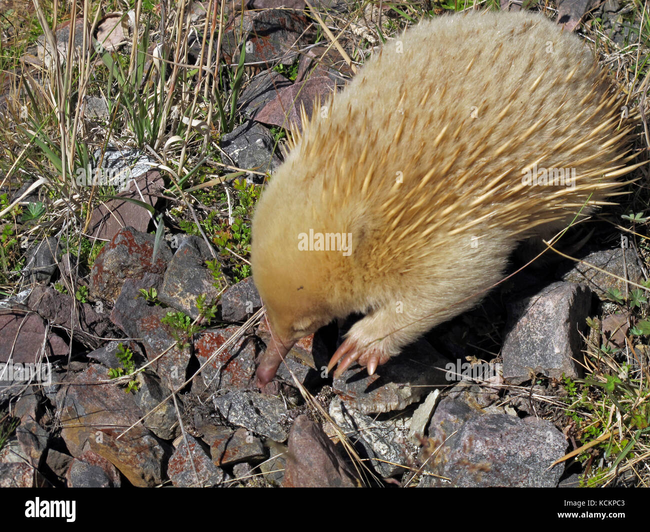 Short-beaked echidna (Tachyglossus aculeatus setosus), Tasmanian ...
