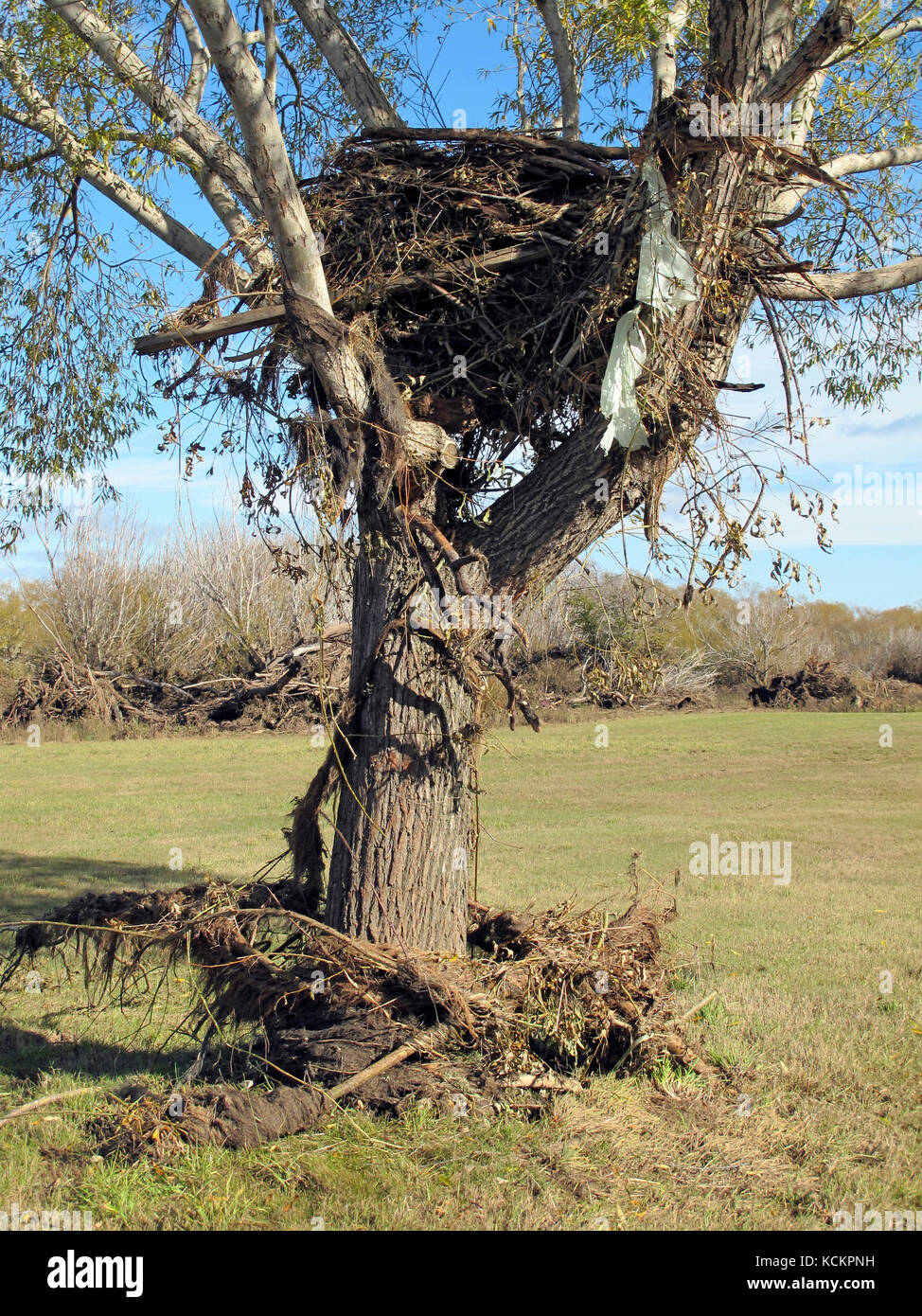 Flood debris left in tree after flood waters have subsided. South Esk ...