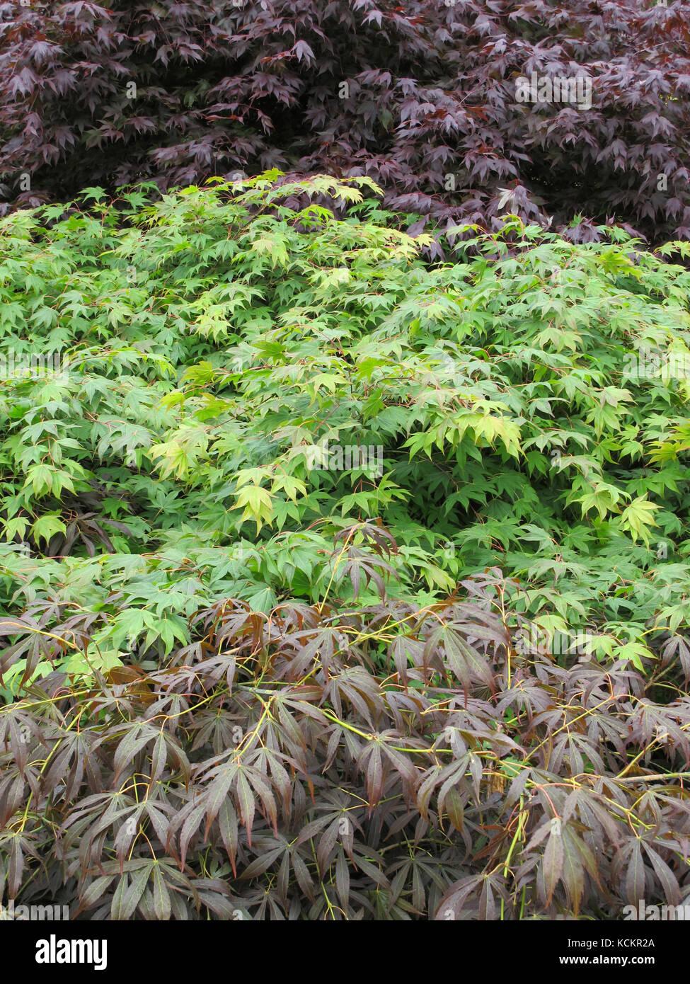Japanese maples (Acer sp.), mixture of spring foliage colours. Emu ...