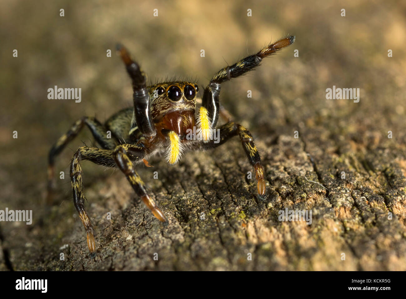 brown jumping spider ready to jump attack Stock Photo - Alamy
