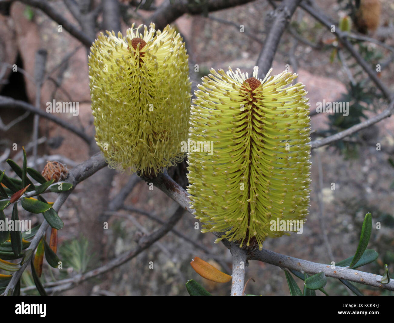 Silver banksia (Banksia marginata), flowers. Tasmania, Australia Stock ...