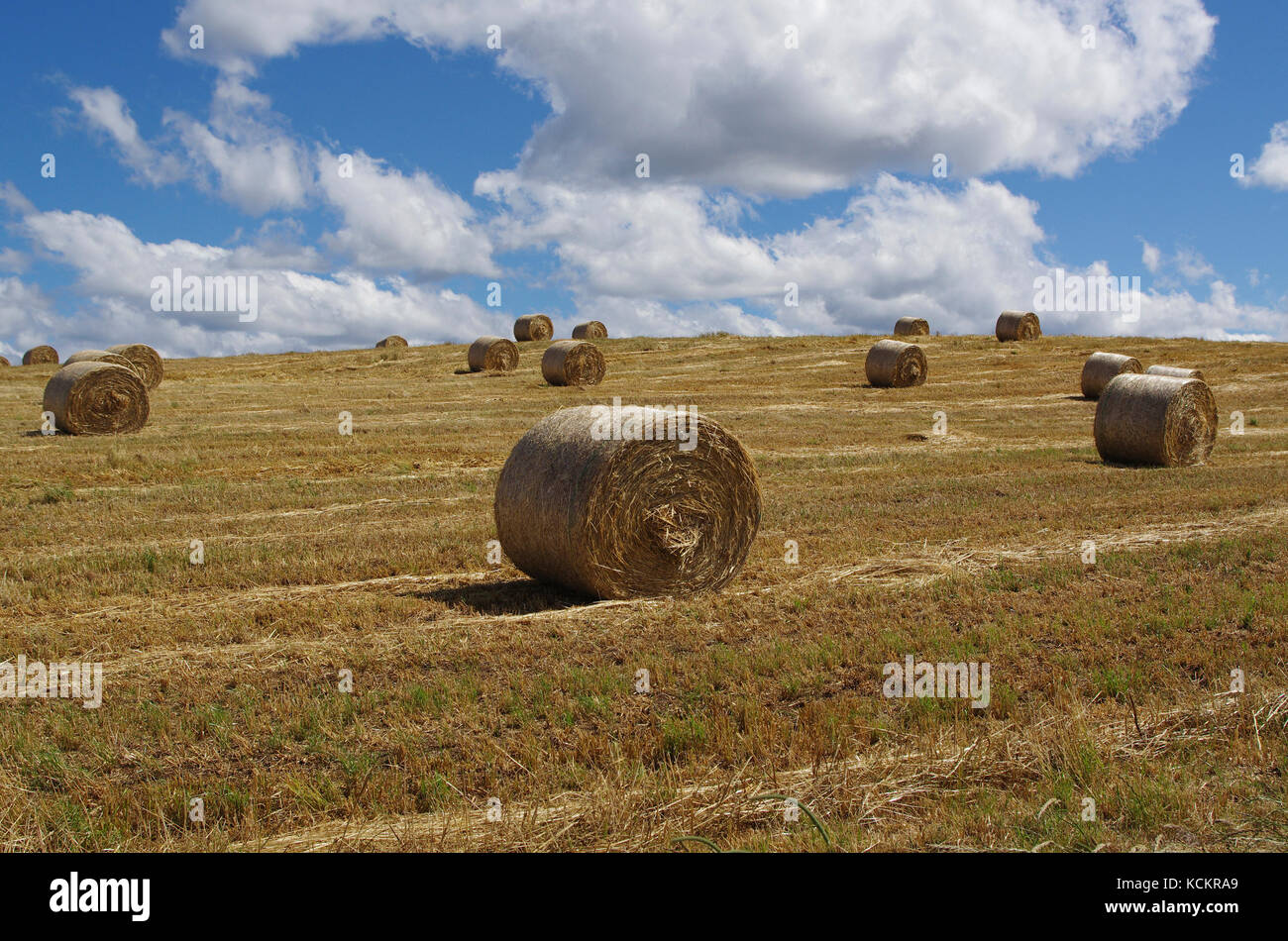 Field of hay bales, Deloraine, Tasmania, Australia Stock Photo - Alamy