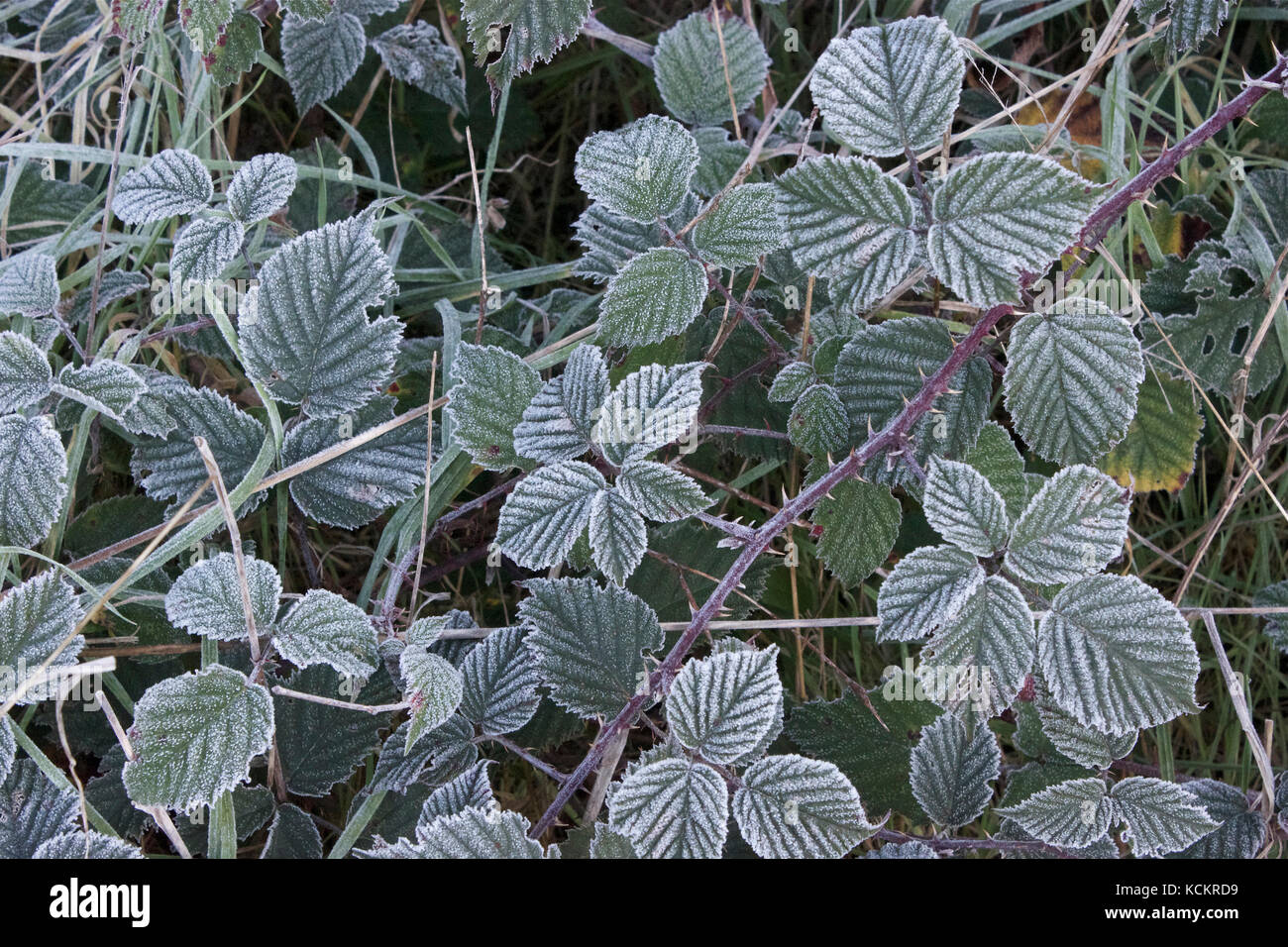 Blackberry bush (Rubus fruticosus), on a frosty morning. Northern ...
